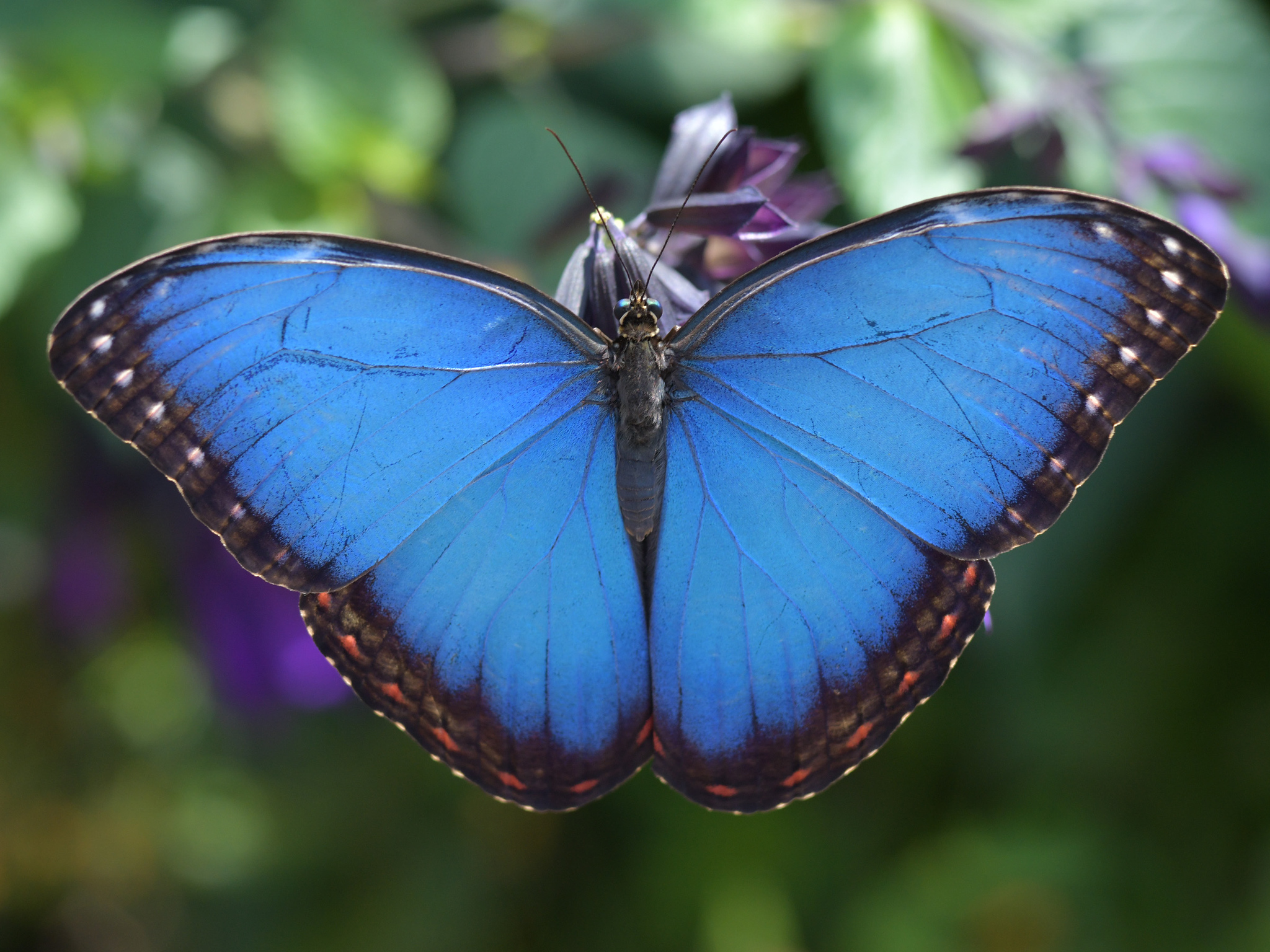 Blue Morpho | Chicago Botanic Garden
